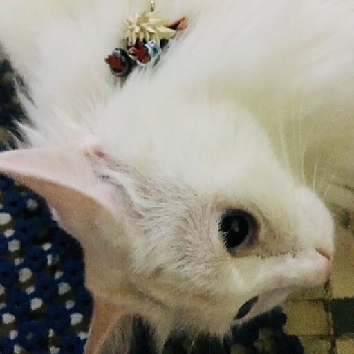 猫十君 