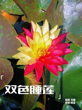 ...颜值的花花叫"万维莎",号称睡莲界的百变女王ߑ�+世界冠军ߏ�!最...
