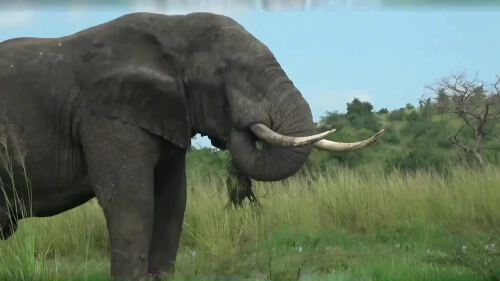 裸眼3D动物世界,很美很亮眼