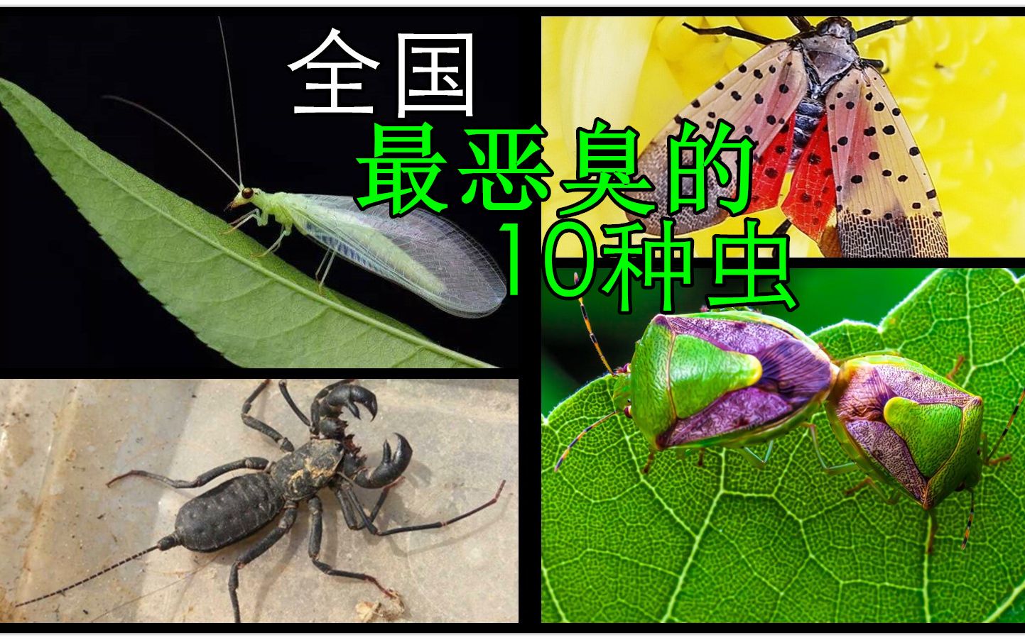 全国最“恶臭”的十种虫,就在生活中,前三种你肯定见过!