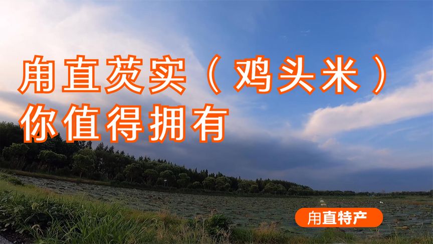 甪直芡实(鸡头米)美丽的生长环境,采访农户真实采摘种植环境