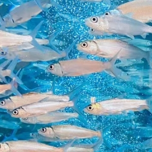 水知清 
