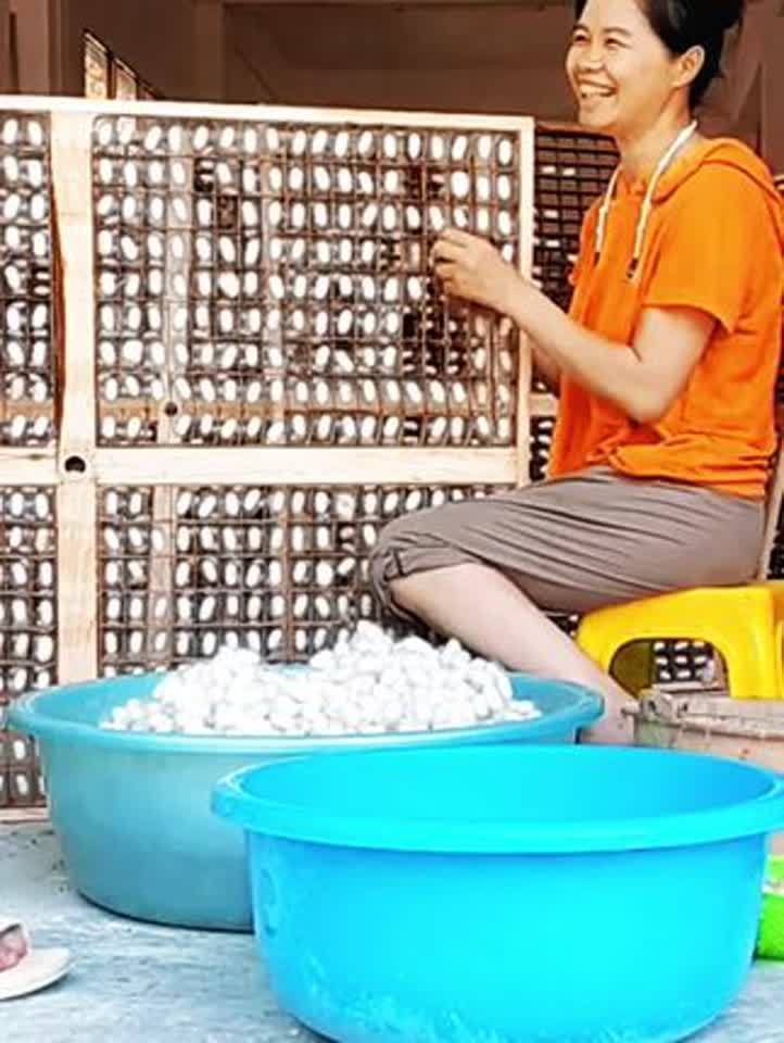 取蚕茧啦!取蚕茧,这样的活你们干过吗?种桑养蚕