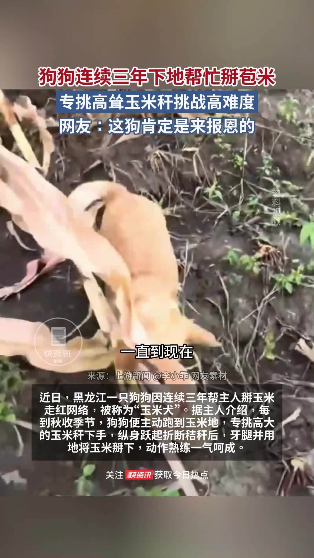 狗狗连续三年下地帮忙掰苞米,专挑高耸玉米秆挑战高难度