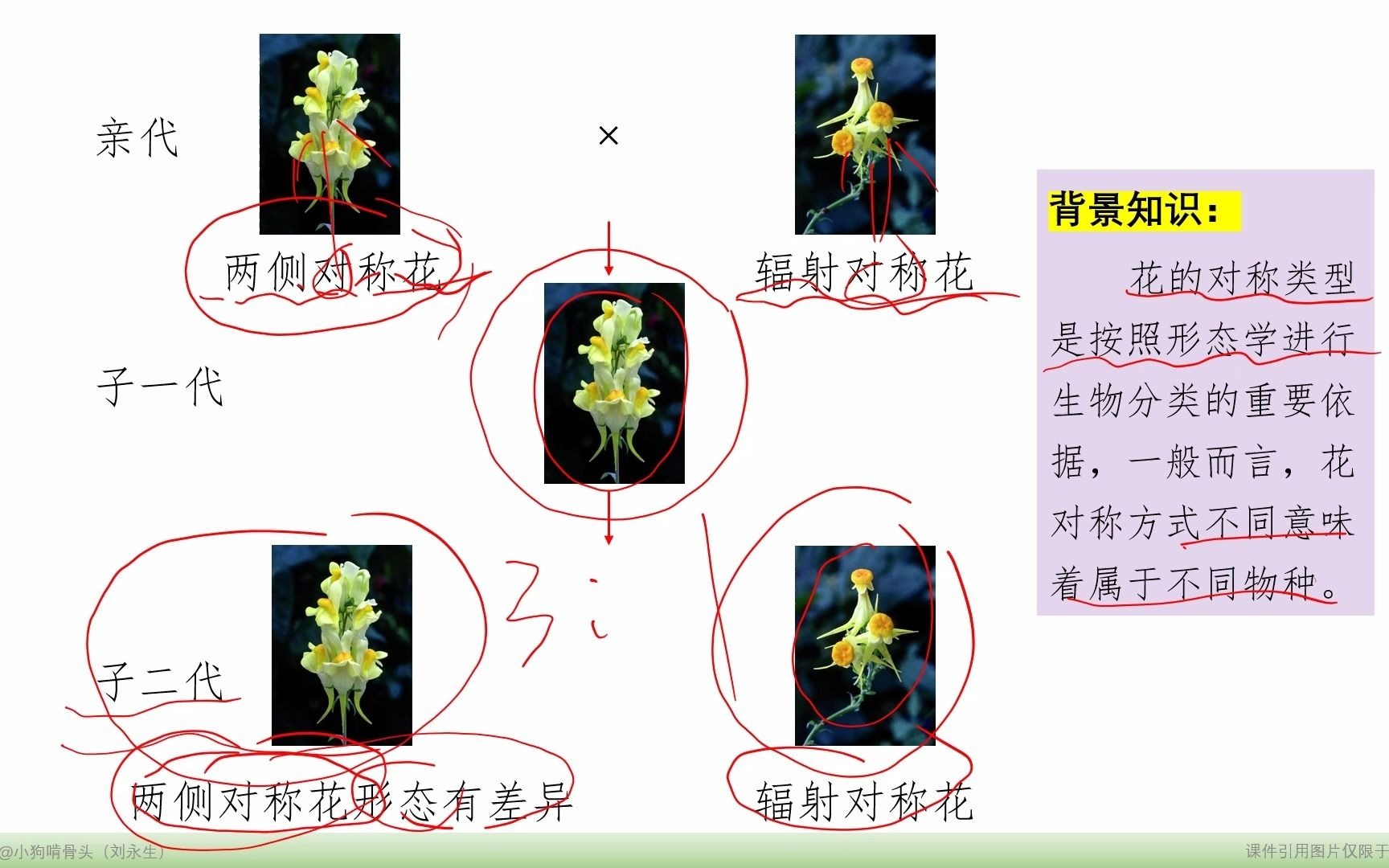 2.4.2 基因表达和性状的关系(表观遗传的两个实例)