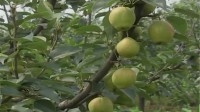 红香酥梨果实特征,以酥甜闻名、丰产稳产,受到果农们的追捧