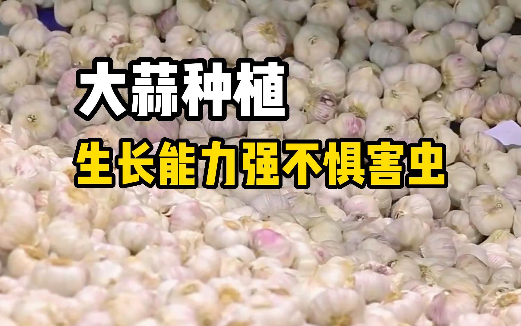 涨知识:最普通的大蒜,是怎么大批量种植的呢?