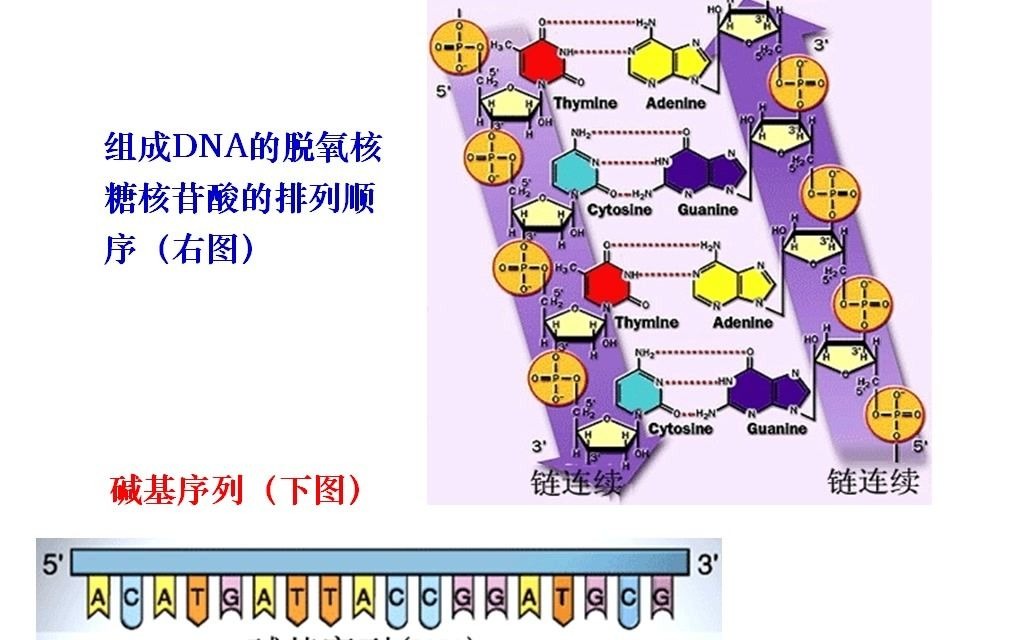 12-DNA的分子结构-ppt