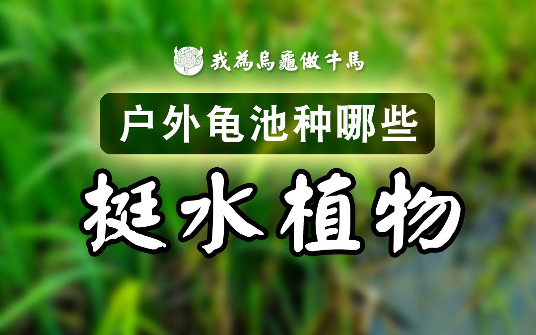 户外龟池适合种哪些挺水植物?