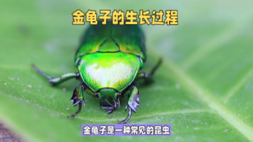 金龟子的生命周期:生长过程探秘
