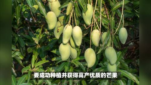 芒果树的生长环境和条件
