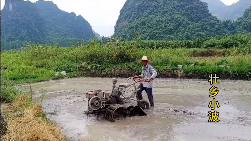 广西农村种植第二季水稻,小波家 用这种插秧新方法,速度真快