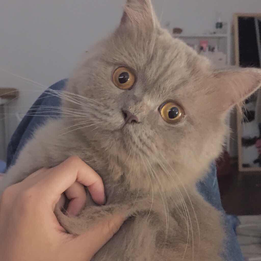 奈良皮皮 