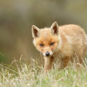 细菌学家在考试上 