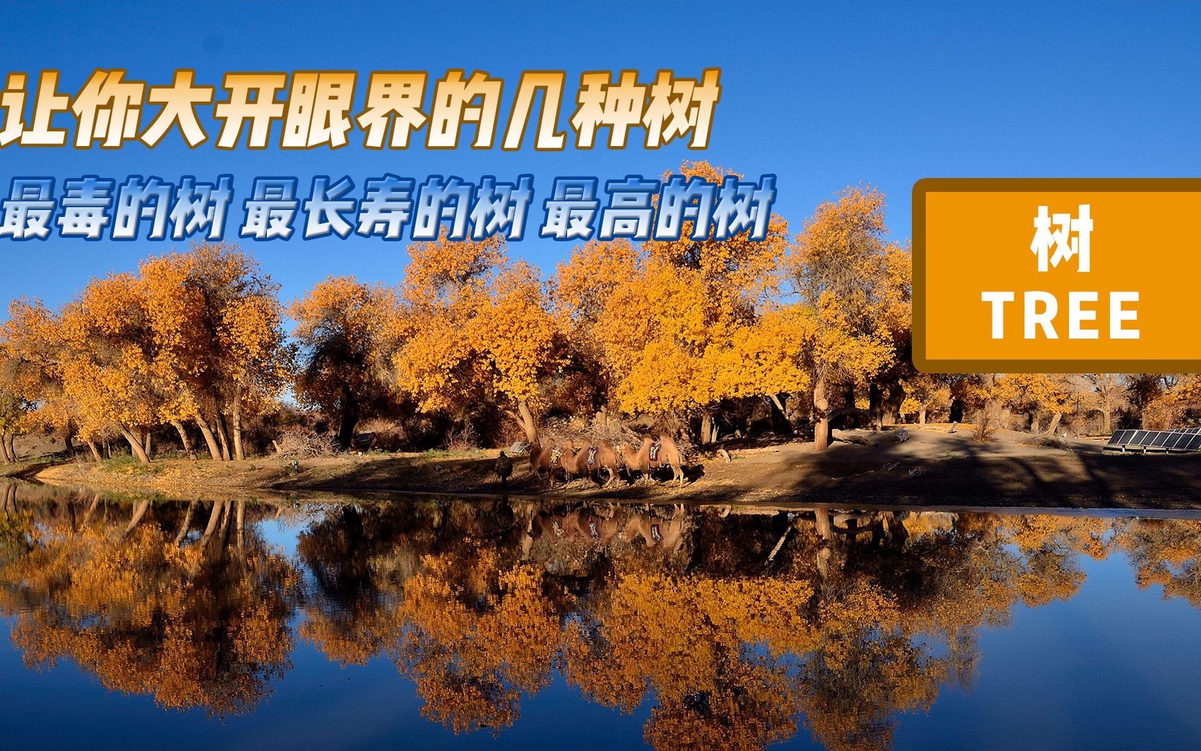 最毒的树,最高的树,最长寿的树,这些树让你大开眼界