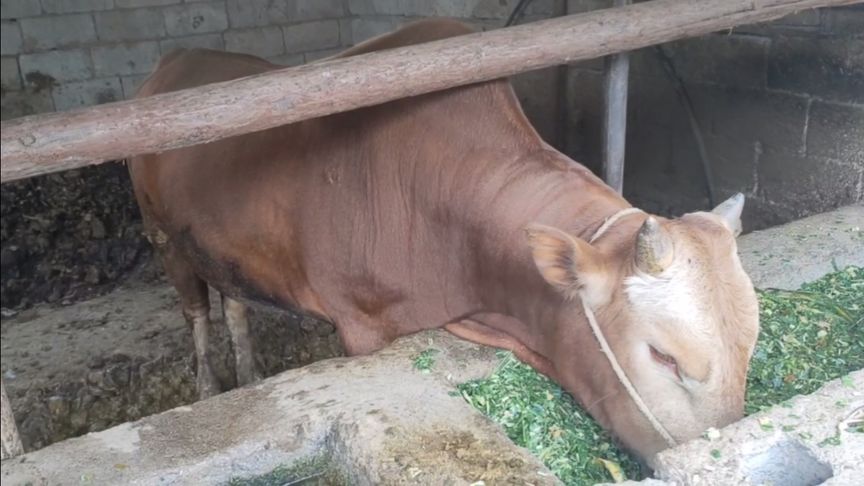 农村小伙养土黄牛一头年挣10000,喂的草料花成本,值得收藏