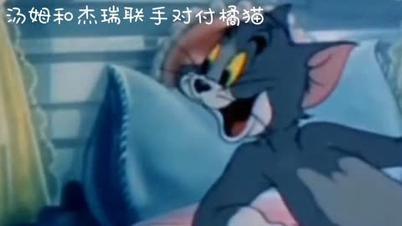 不能同时招惹汤姆和杰瑞,汤姆和杰瑞联手对付橘猫