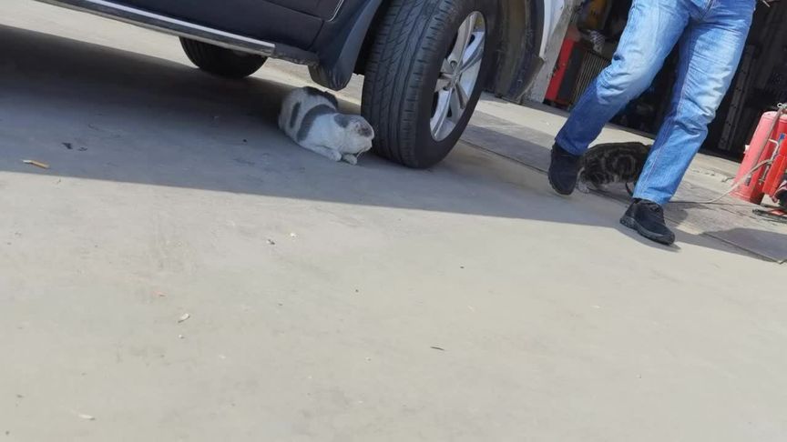 中华田园猫!震慑所有国外品种猫咪ߐ