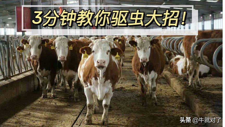 养牛越养越瘦?不用着急,教你如何正确驱虫