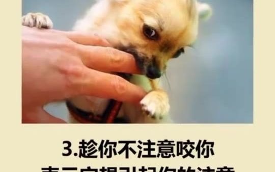#每天一点冷知识#狗狗五个表达语言的方式