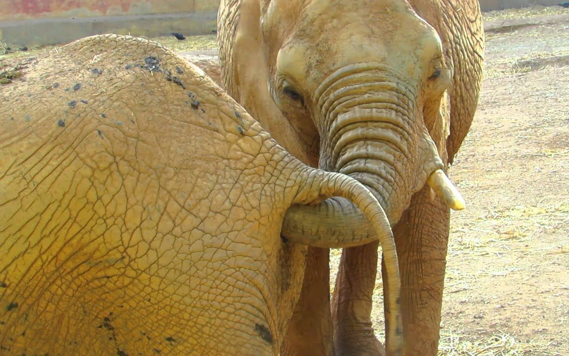 大象也有迷惑行为?我有非常多的问号?@油兔不二字幕组