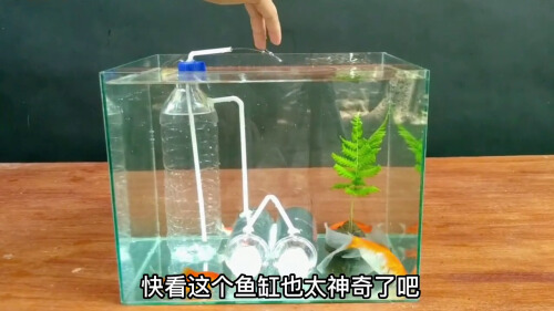在家手工DIY鱼缸,不插电不装水泵谁就能自动循环起来,太神奇了