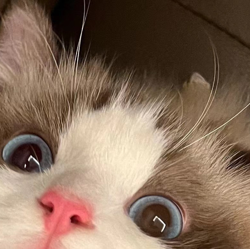 一只李木目赤赤 