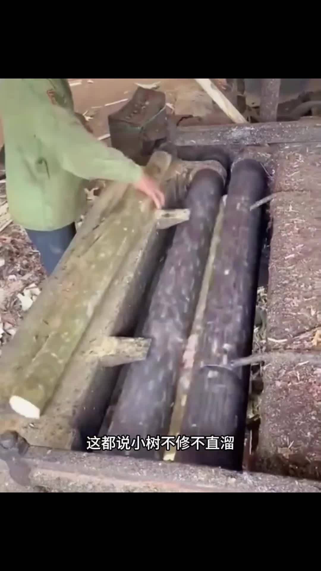 都说小树不修不直溜,不直的小树长大后也可以变直