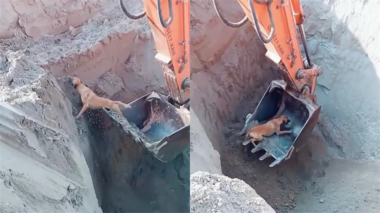 狗狗意外掉进深坑,挖掘机出手营救,第一次失败后狗狗变聪明了!