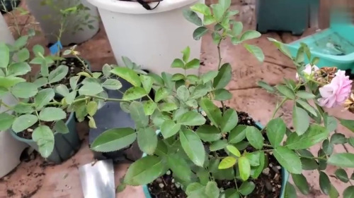 海洋之心黑斑了,最后入的一个ADR品种