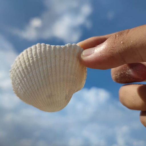 爱数学的丁丁猫儿 