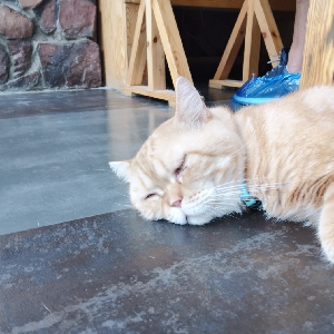 爱健身的小张同学 