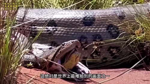 极其罕见的一幕实在是太罕见了!