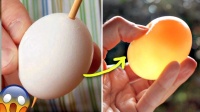 盘点那些最神奇的化学小实验!鸡蛋变得晶莹剔透?