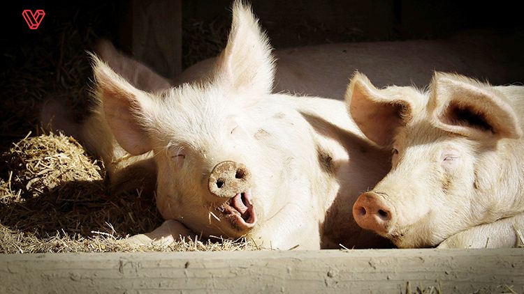 京东进军生猪养殖业,“AI”技术或使猪只成本降低80元