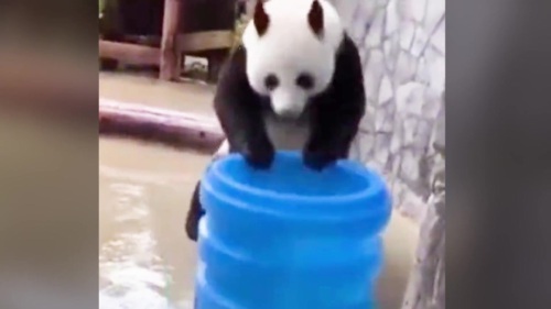 一方水土养一方熊猫,呆萌可爱的熊猫到了俄罗斯,秒变战斗熊猫