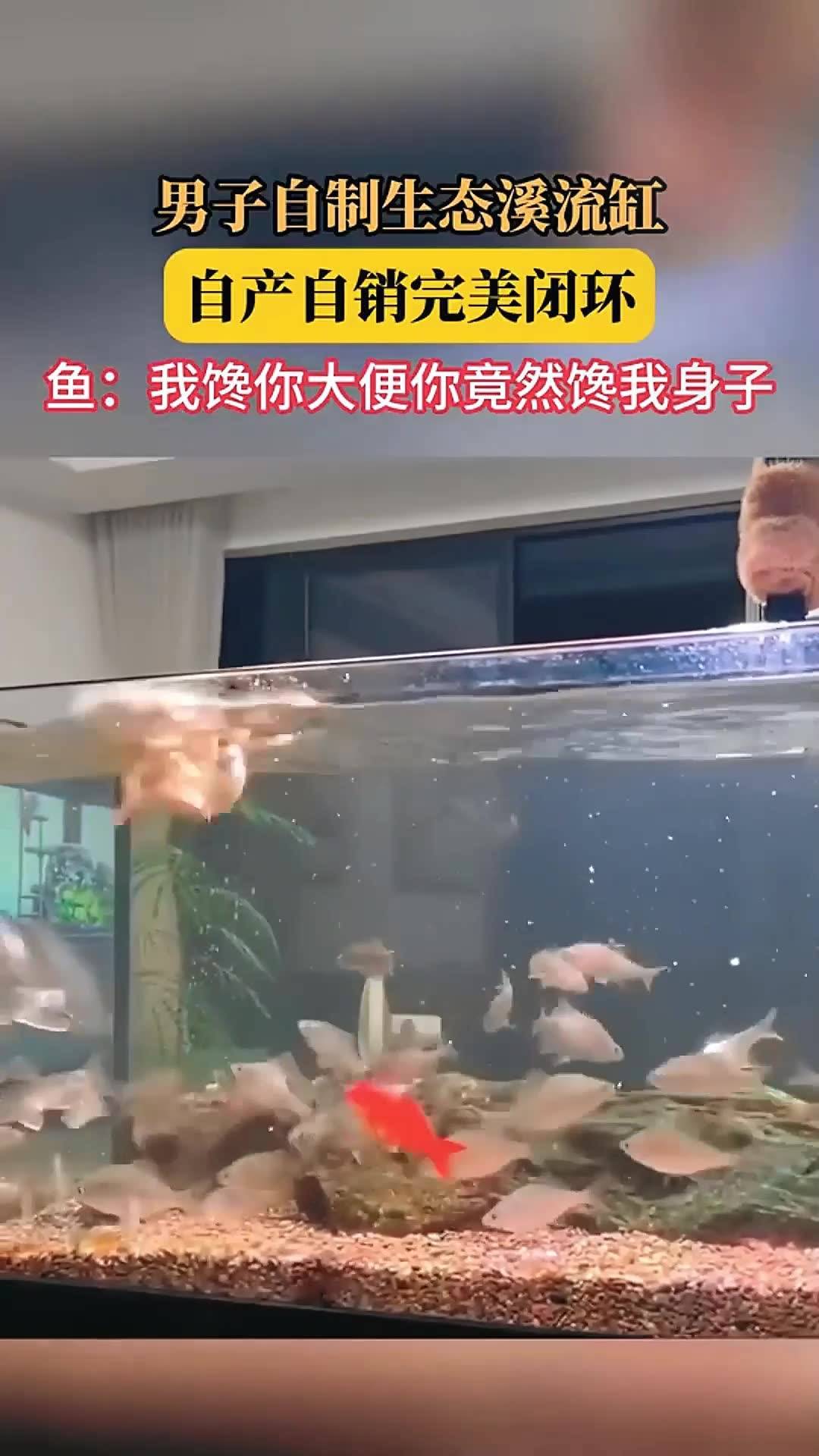 男子自制生态溪流缸,自产自销完美闭环,生态系统绝了