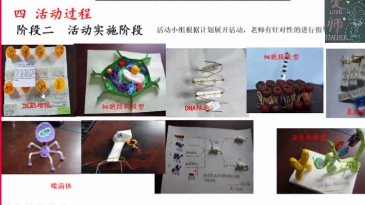 高中生物综合实践活动说课
