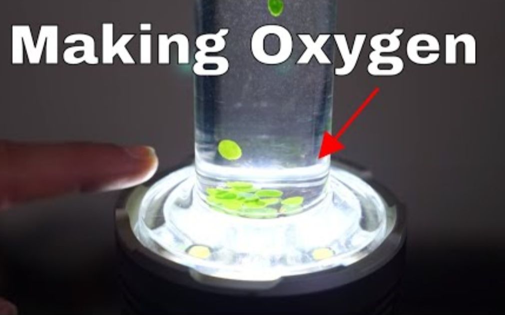 【实验】在家如何通过光合作用制取氧气?(中字剪辑)@Wayne字幕组