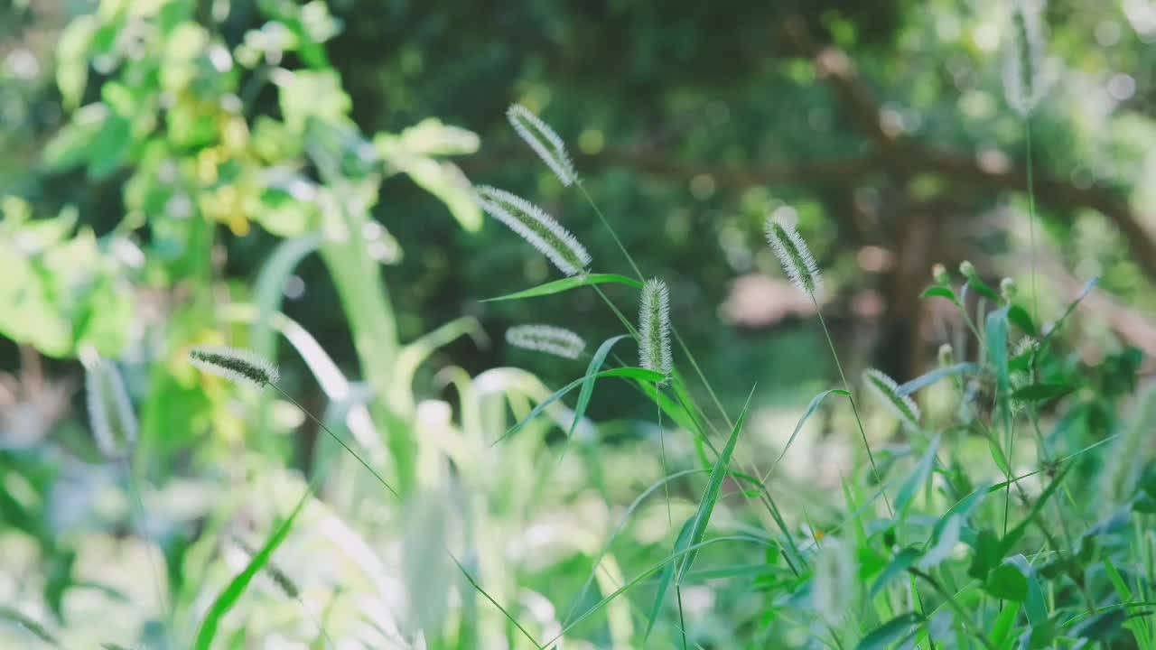 富士微单XT30,4K视频样片,设置疗程