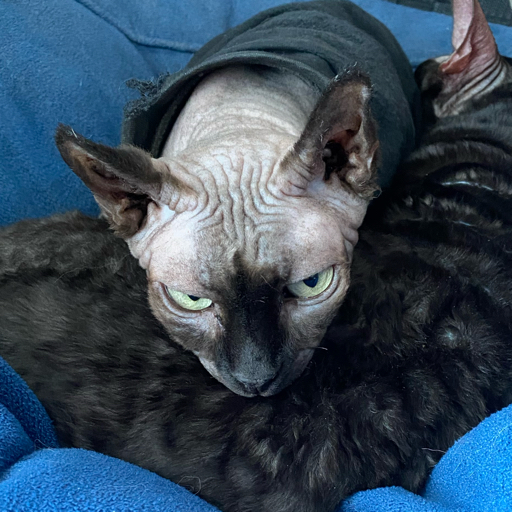 还是叫我圈儿吧 