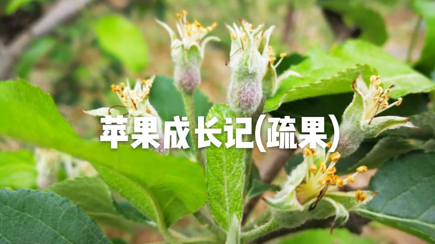 农民种苹果有多不易?从开花到成熟可能摸要10次左右,农民辛苦吗