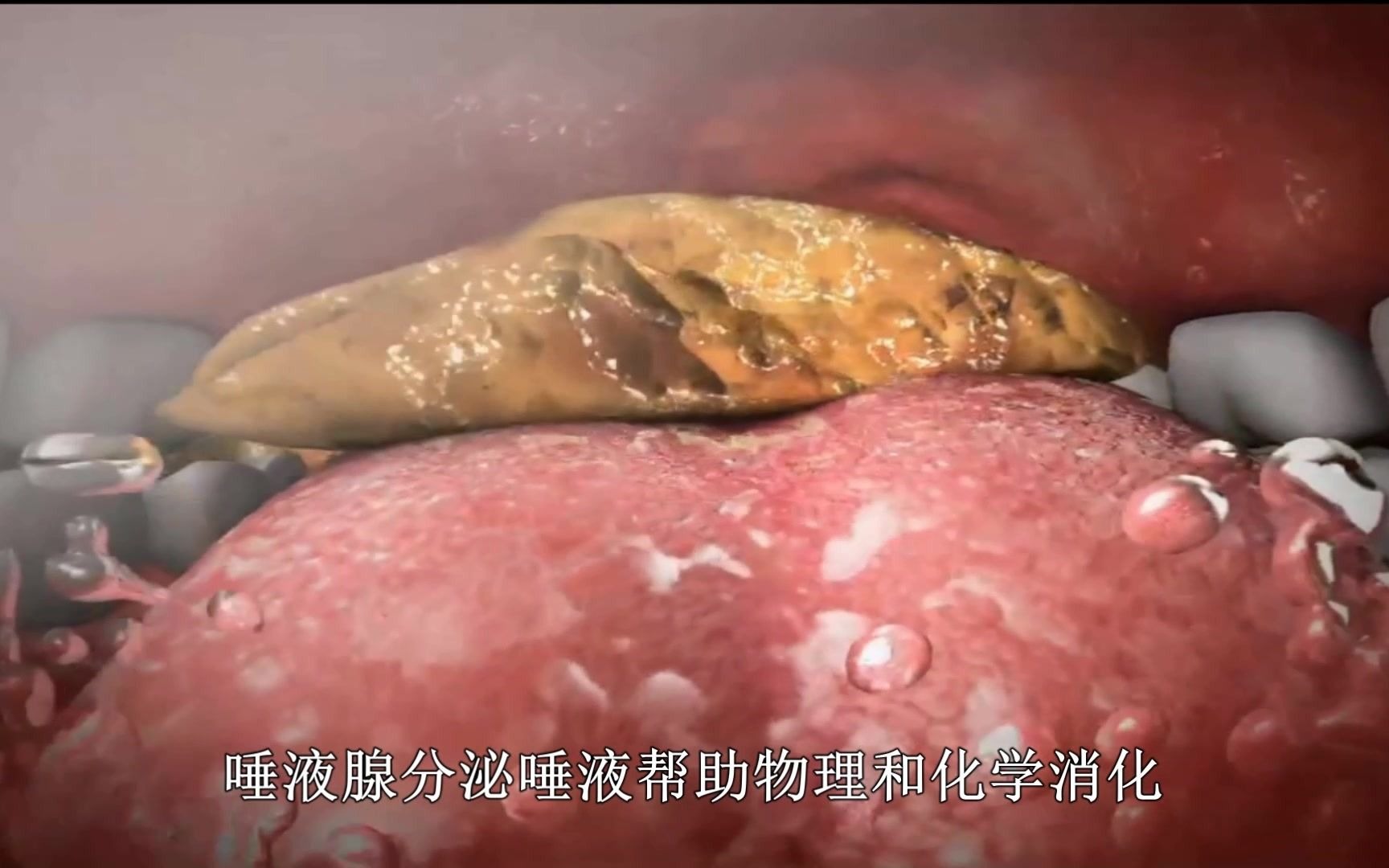 吞咽康复必须要明白的咀嚼与吞咽过程