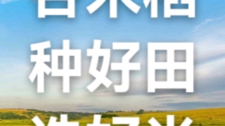 五常大米从种到收的种植过程分享