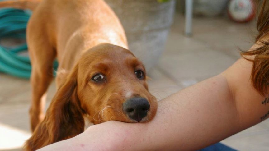 狗咬伤后伤口第一时间如何处理?注射狂犬病疫苗有用吗?介绍一下