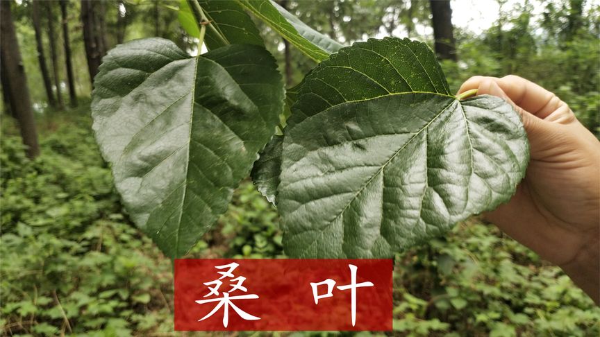 农村的桑叶火了,叶子煮水洗脸好处多,你还不知道吧?