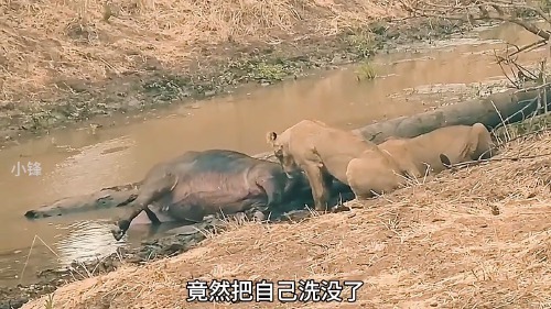 水牛计划享受清凉一刻,谁知却演变成意外大混乱!