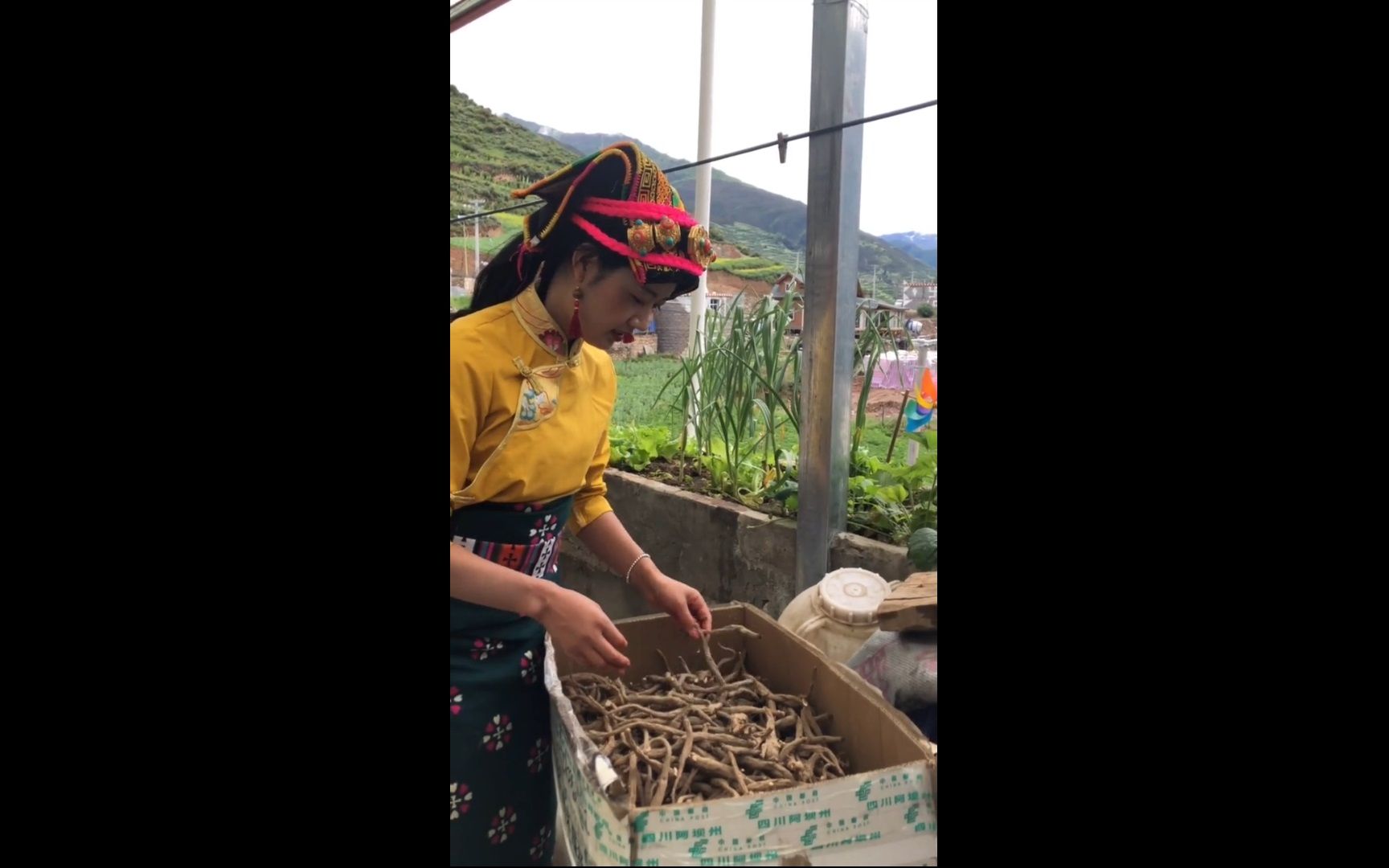 嘉绒厨娘阿英:当归煮鸡蛋