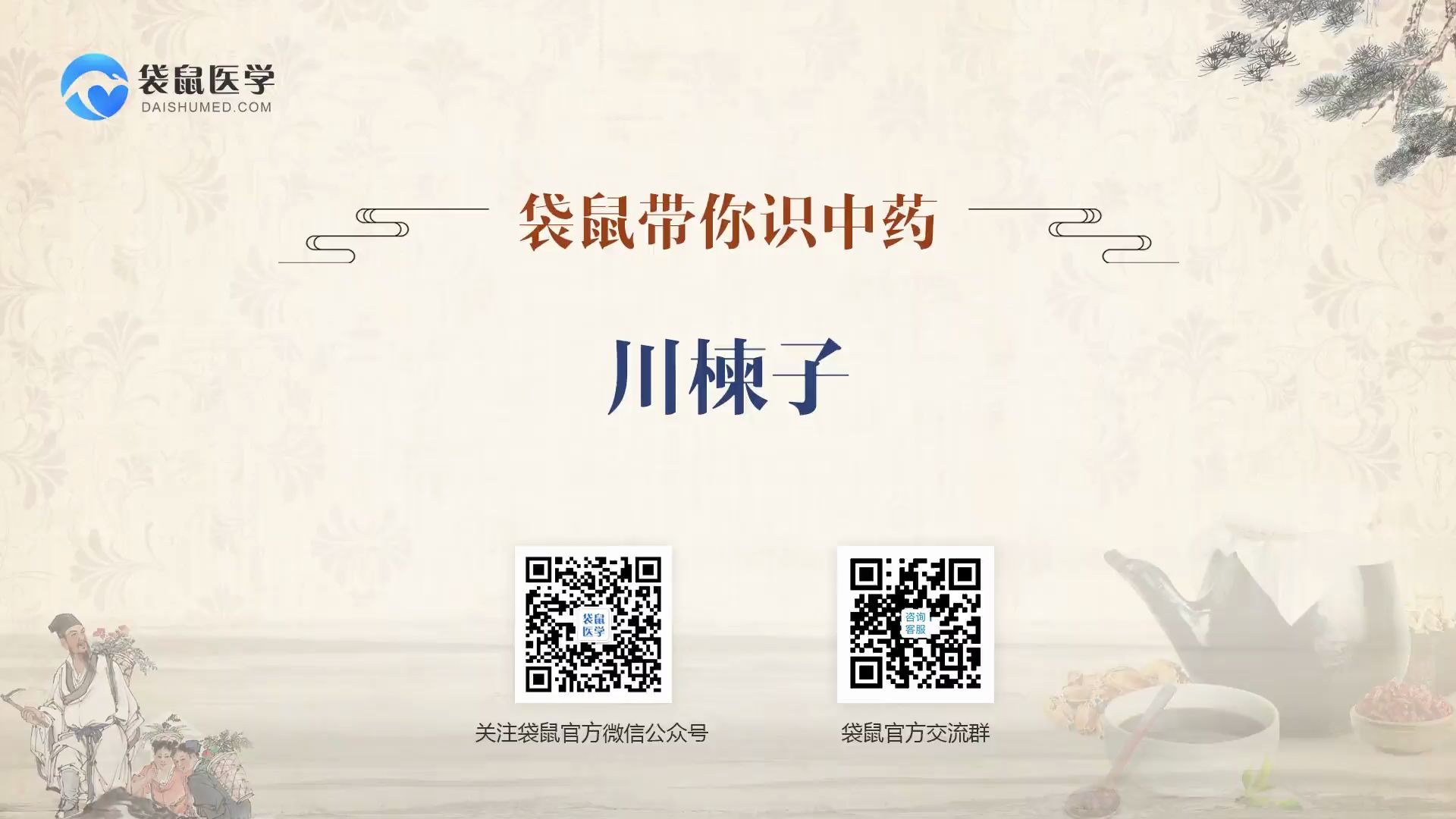 每天认识一味药——川楝子