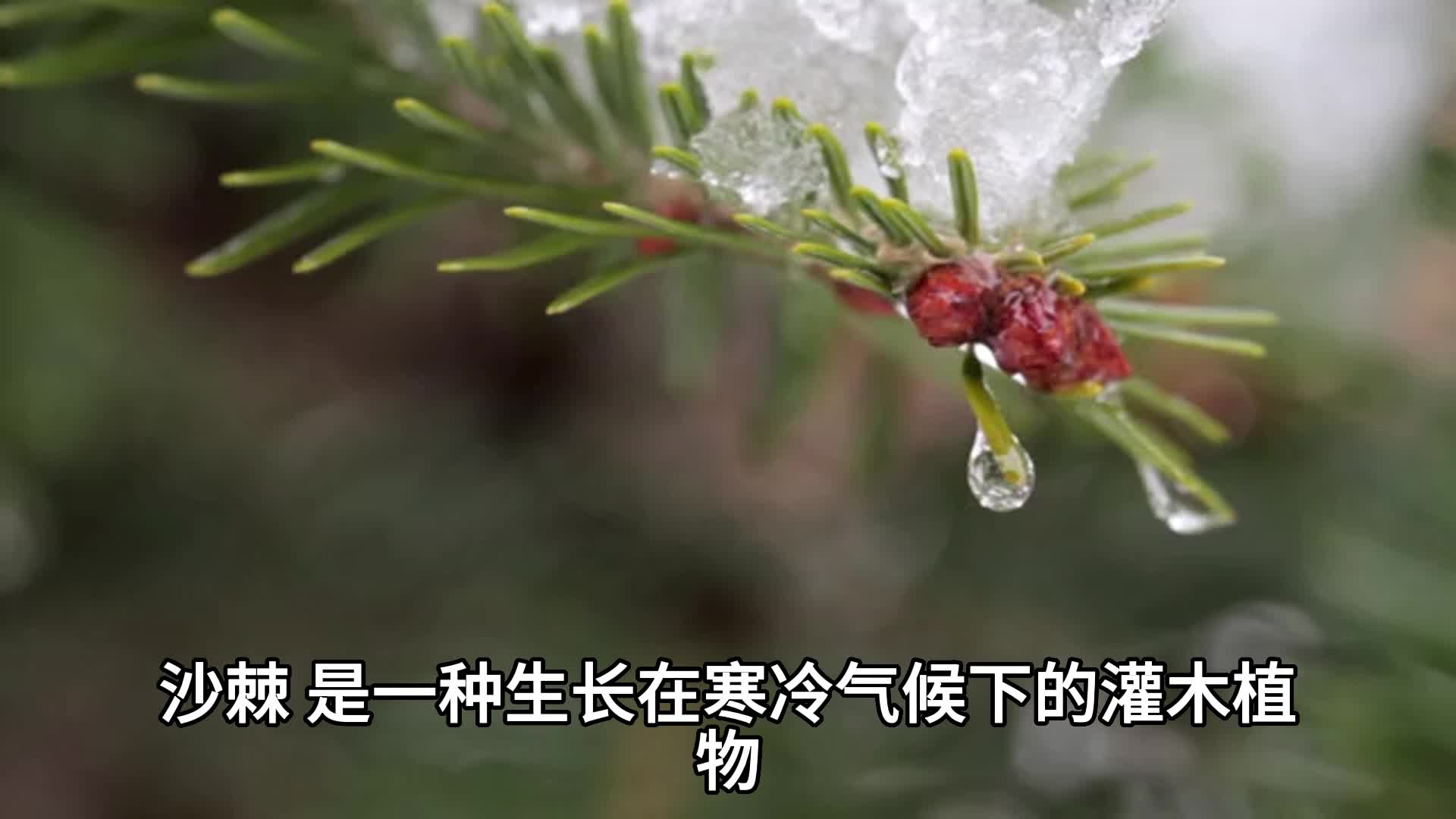 沙棘原浆主治功能